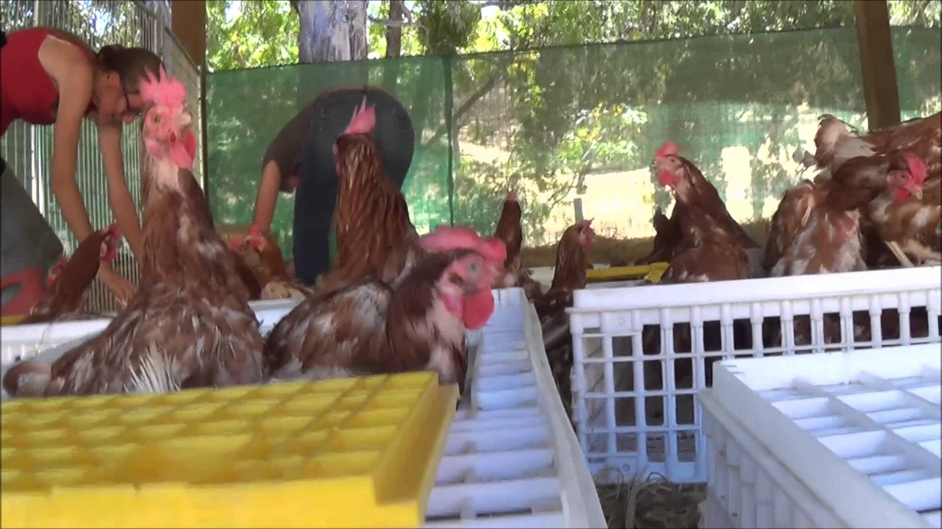 Operation Hen Freedom | Laverabestia.org