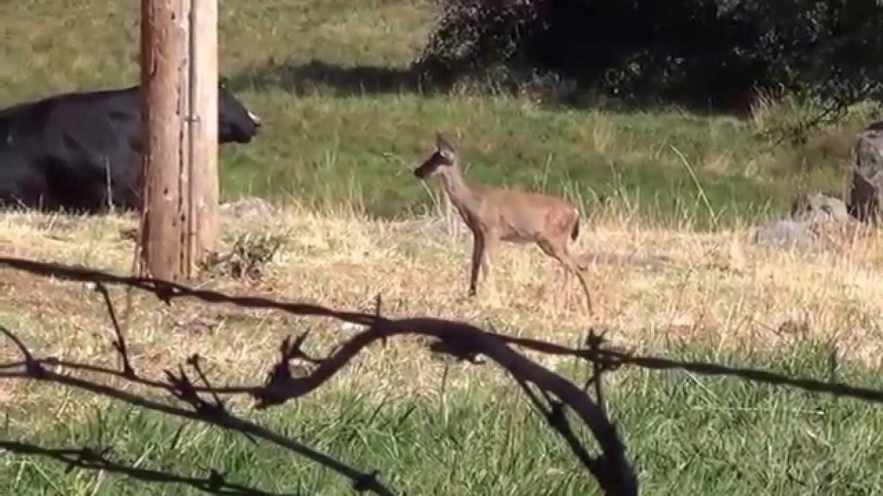 Orphan Fawn Hanging out with Cows | Laverabestia.org