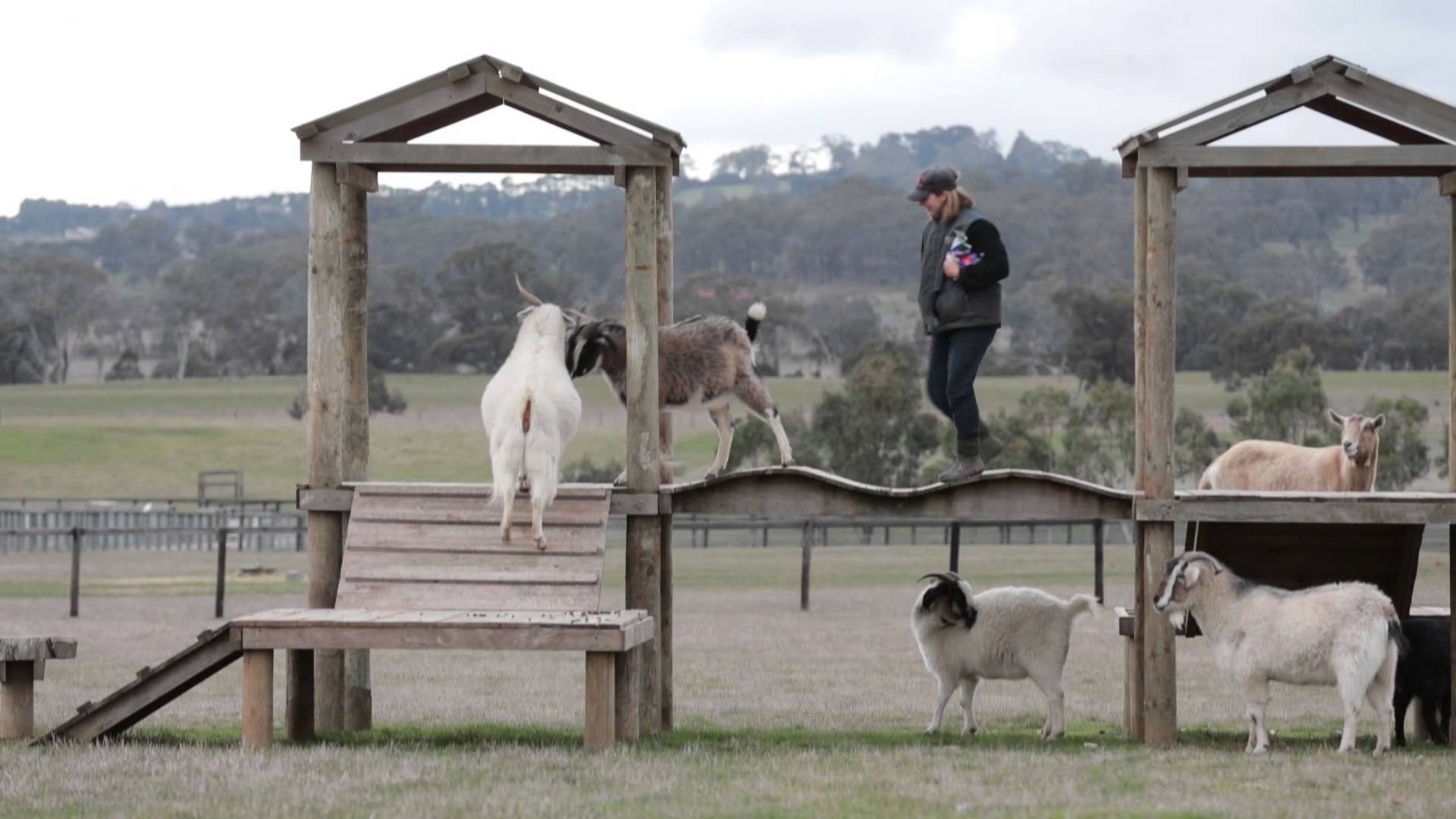 Thank Goat Its Friday | Laverabestia.org