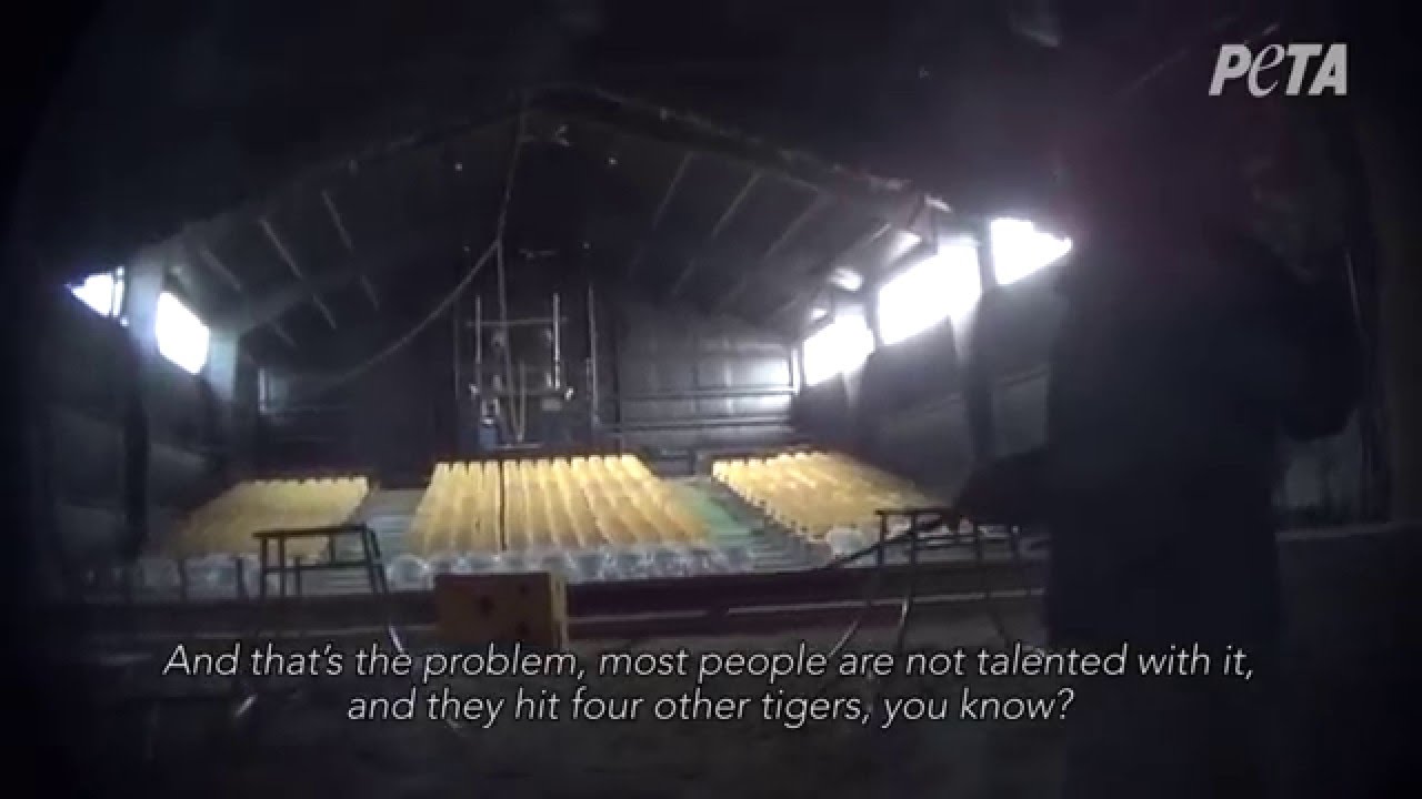 Training Methods of Bowmanville Zoo Owner Michael Hackenberger ...