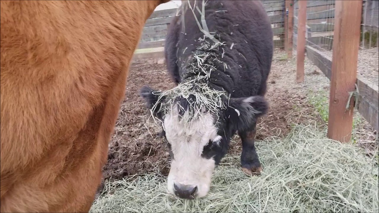Blind Cow Daffodil Drops Food on Azalea's Head | Laverabestia.org