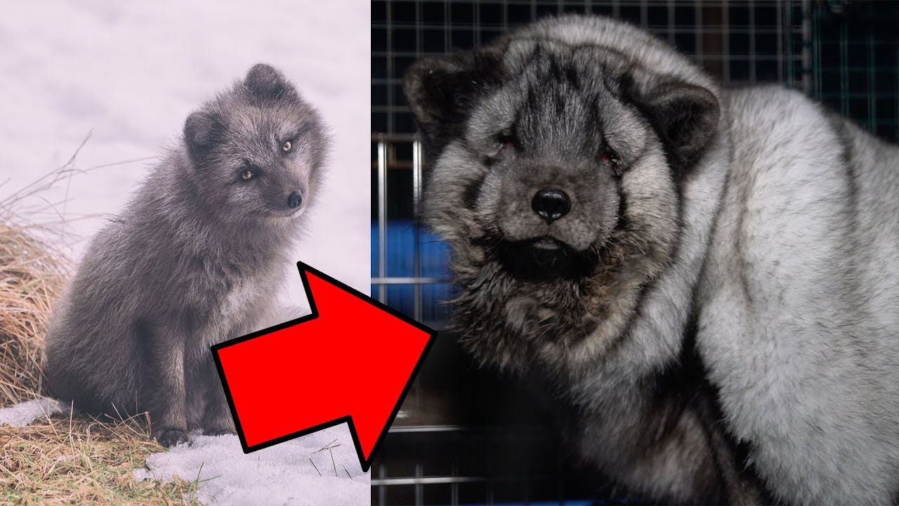 WTF: Foxes Bred to Be Obese for Greedy Fur Industry | Laverabestia.org