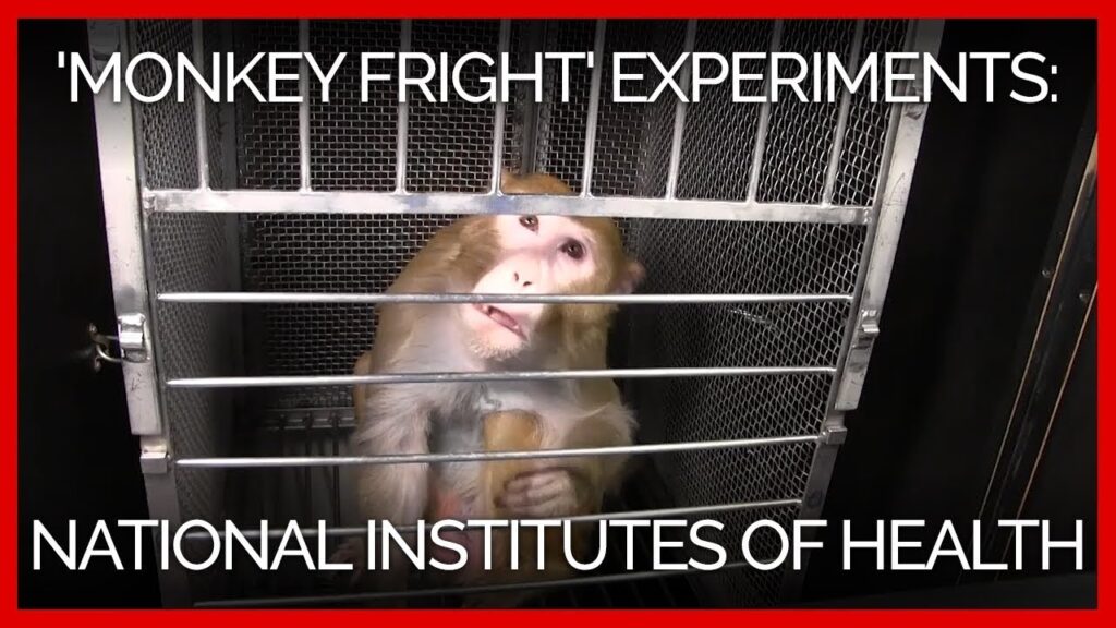 'Monkey Fright' Experiments at the National Institutes of Health: A ...