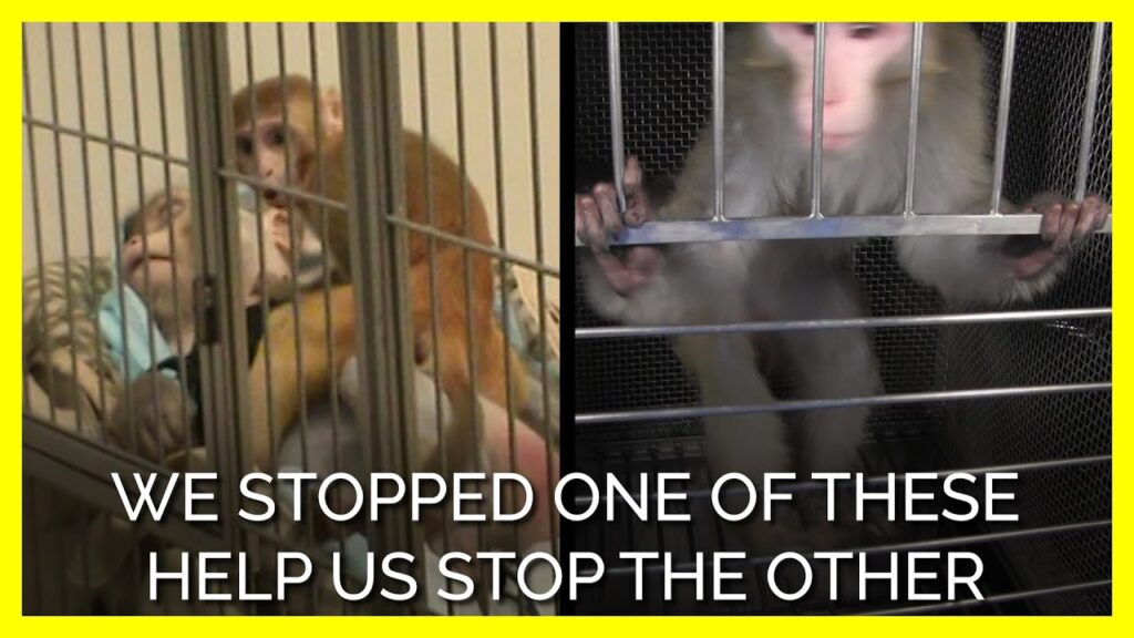 PETA Uncovers More Monkey Terror Experiments at NIMH | Laverabestia.org