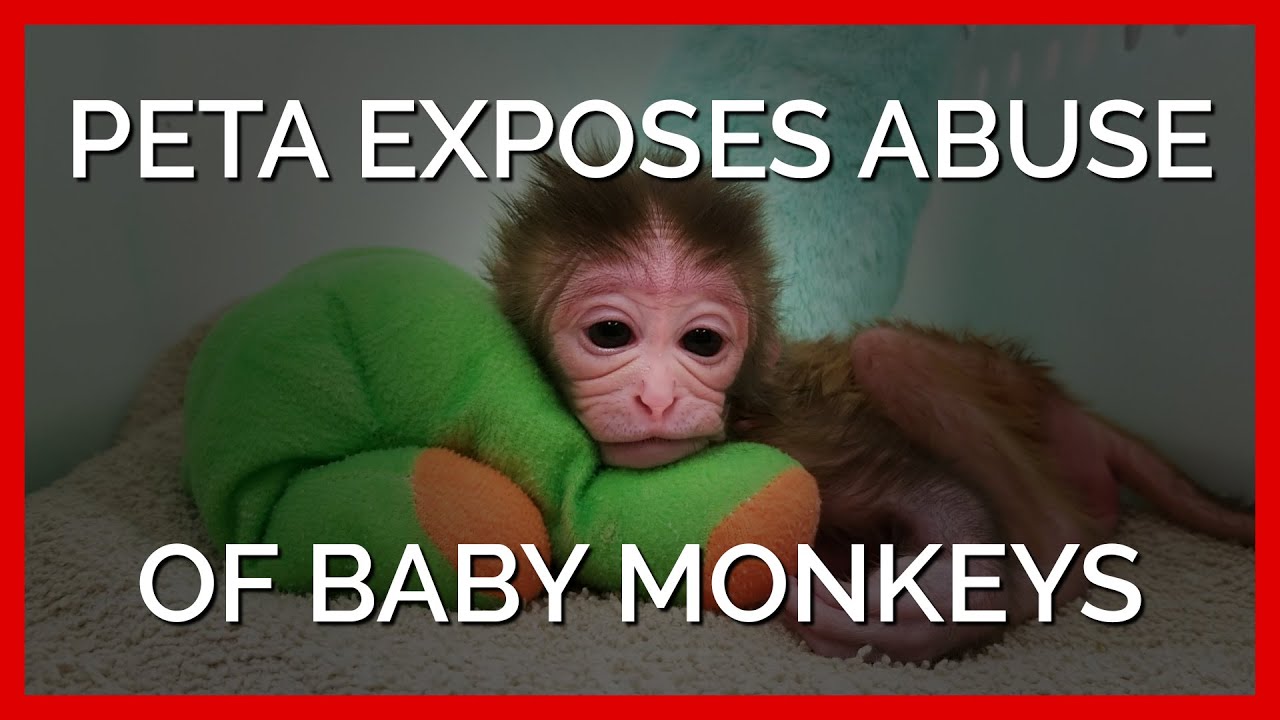 PETA Exposes Abuse of Baby Monkeys | Laverabestia.org