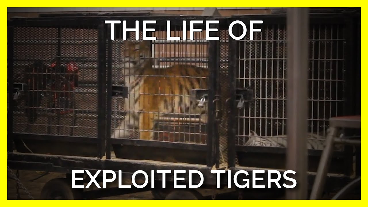 Why You Should Never Visit Any Attraction That Exploits Animals ...