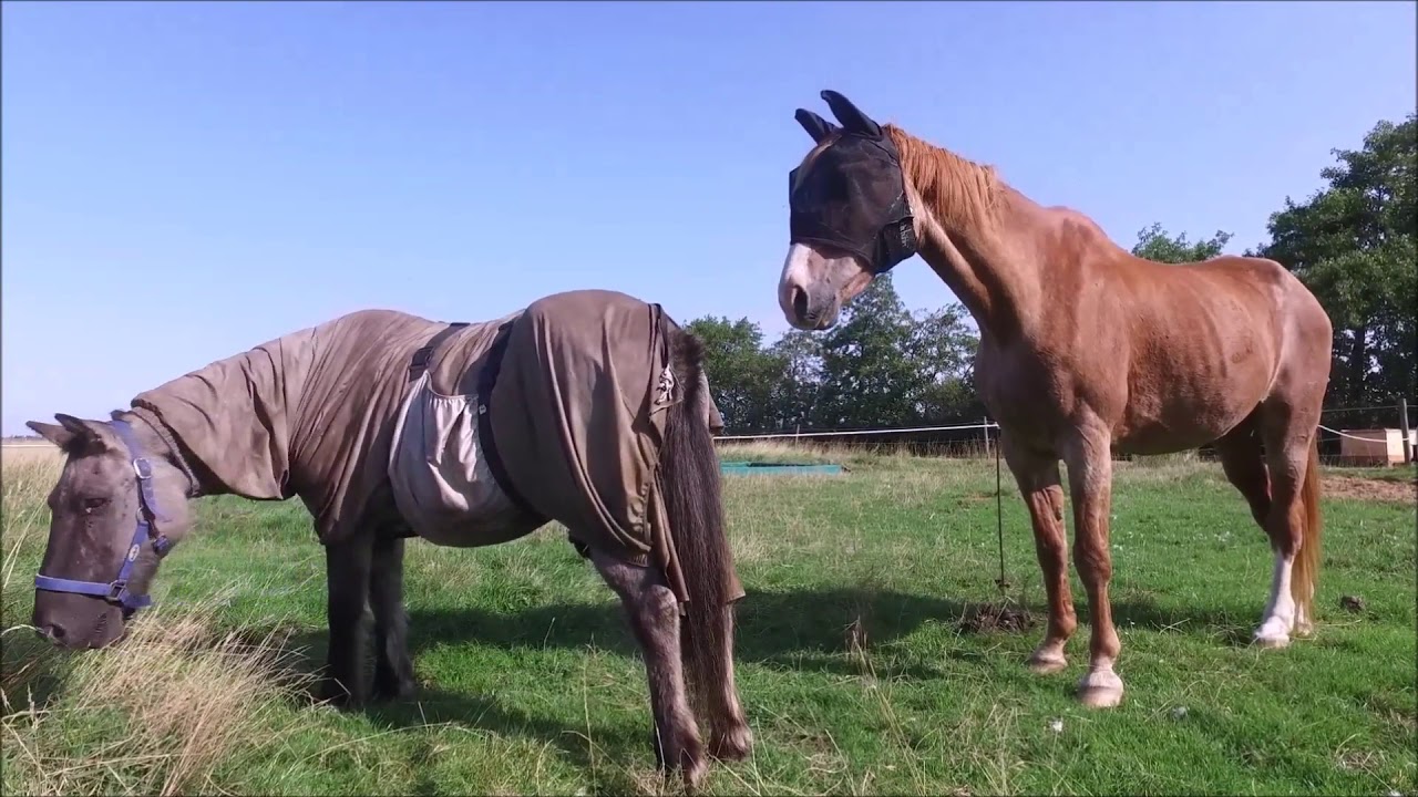 Hier kommt Runi | Laverabestia.org