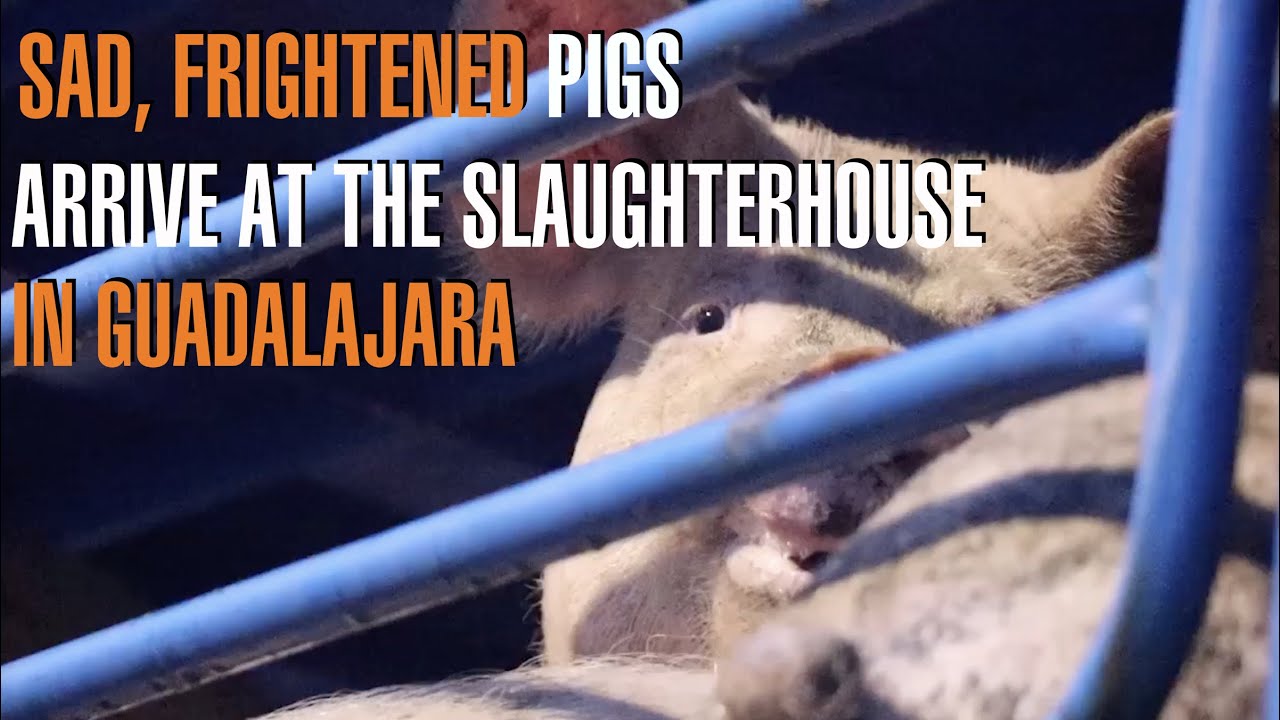 Sad, Frightened Pigs Arrive At The Slaughterhouse in Guadalajara ...