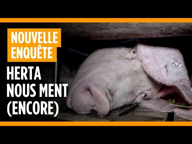 Herta nous ment (encore) | Laverabestia.org