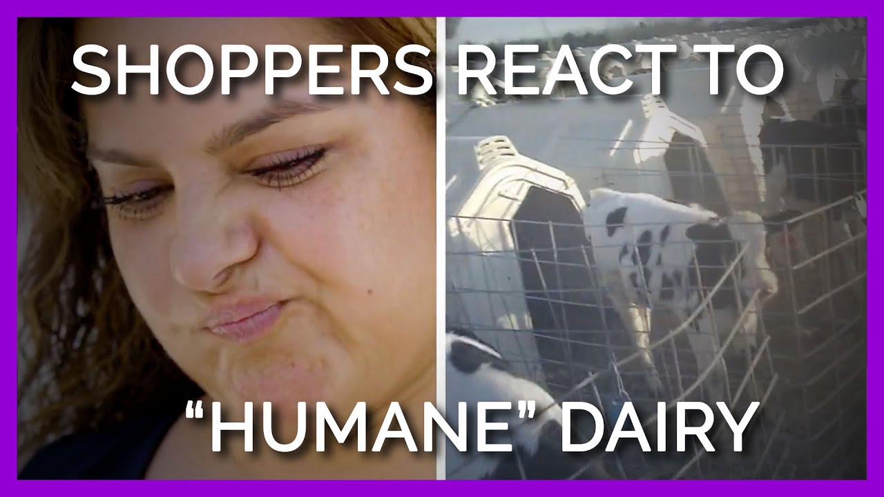 Shoppers React to ‘Humane’ Dairy Practices | Laverabestia.org
