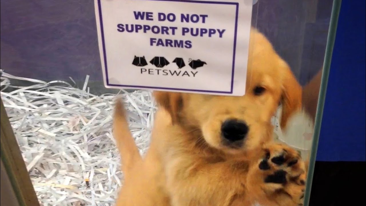 The puppy factory con | Laverabestia.org