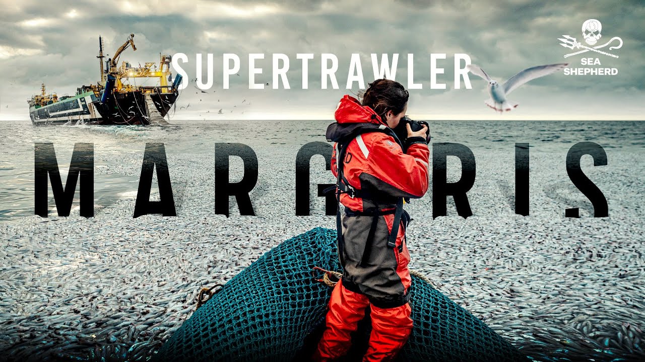 Super Trawler Caught Dumping Tons of Dead Fish | Laverabestia.org