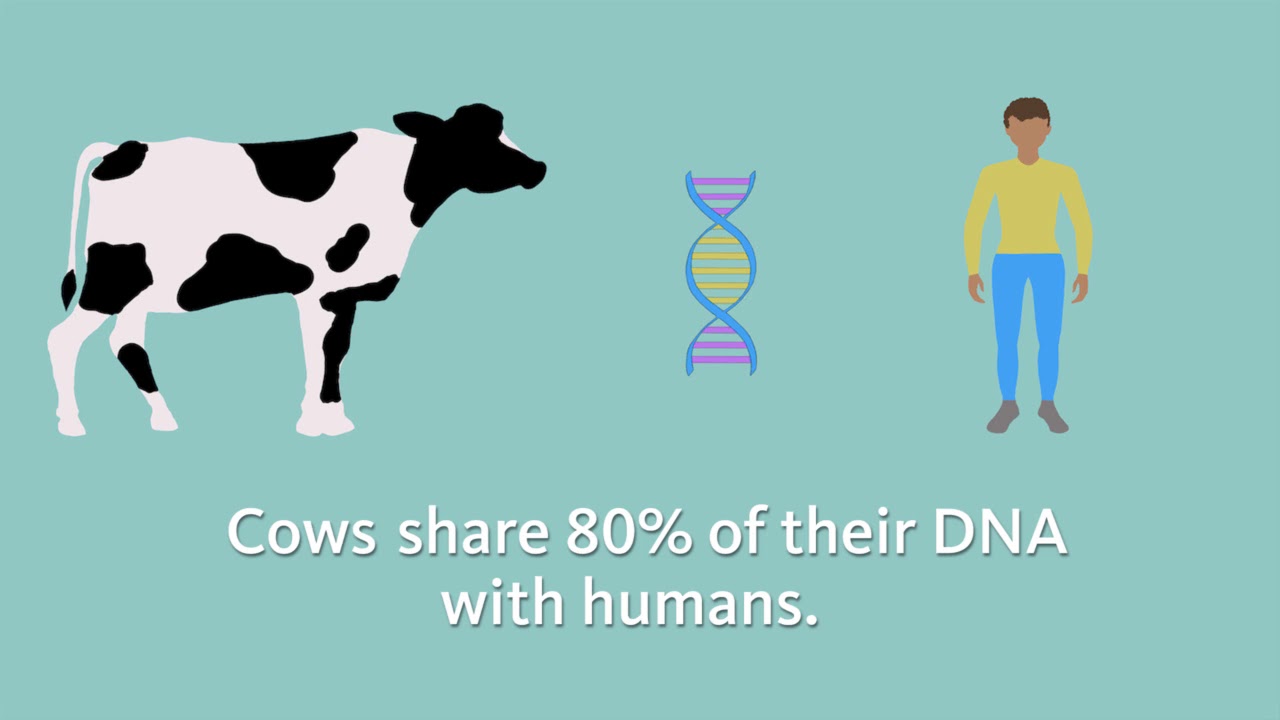 Cow Fast Facts | Laverabestia.org