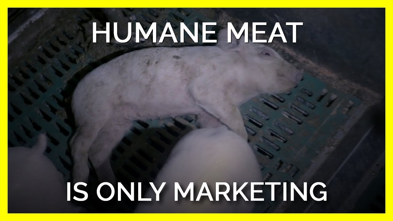 Humane Meat Is Only Marketing | Laverabestia.org