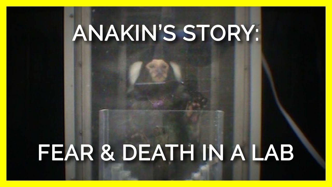 Anakin’s Story: Fear, Pain, and Death in a UMass Lab | Laverabestia.org