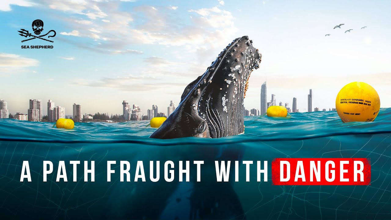 A path fraught with danger | Laverabestia.org