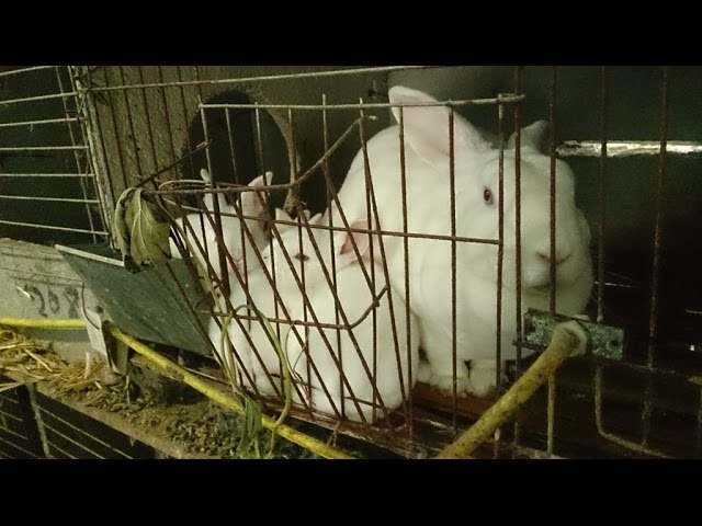 Chinese Fur Trade Skins Rabbits Alive | Laverabestia.org