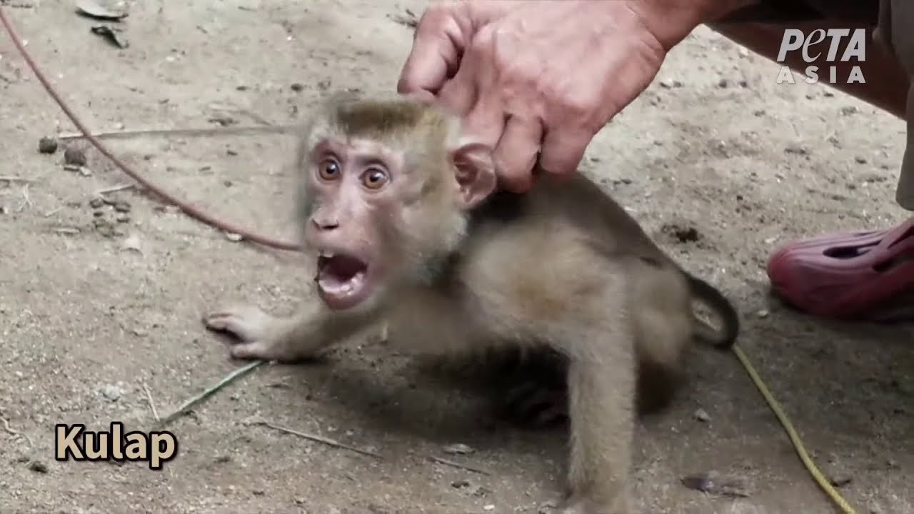 Cruelty in Your Coconut Milk? PETA Investigation Reveals Exploited ...