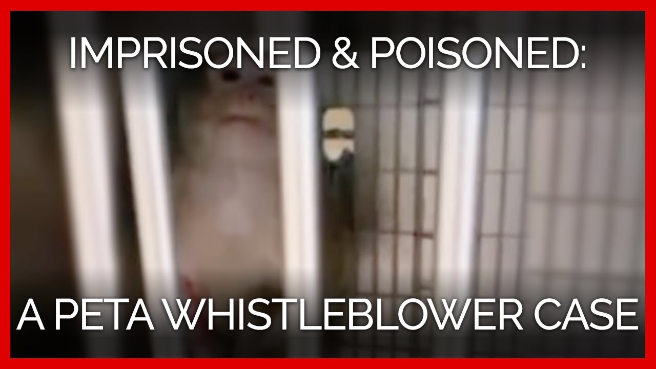 Imprisoned and Poisoned: A PETA Whistleblower Case | Laverabestia.org
