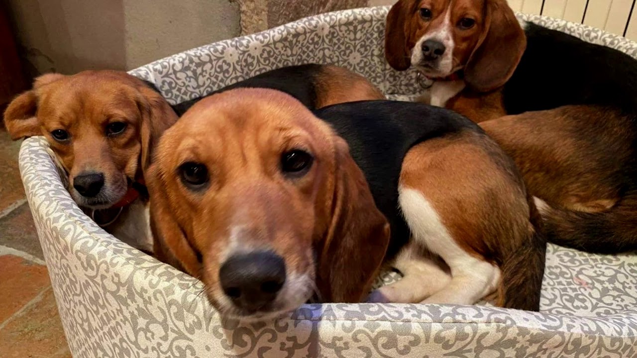 Lab animal liberation and the downfall of the German death lab LPT ...