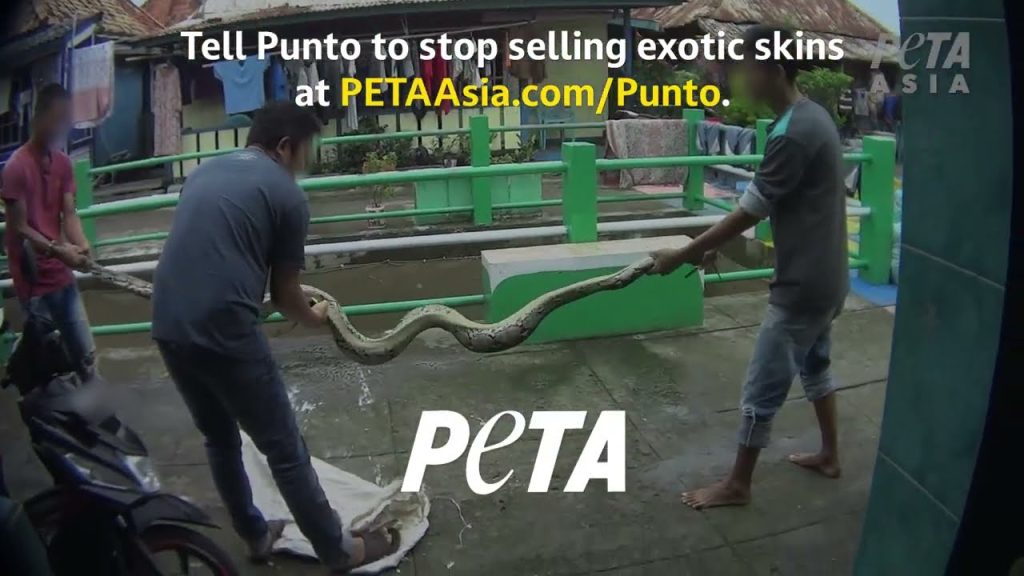 PETA Asia Investigation: Snakes Bludgeoned and Skinned Alive for Punto ...
