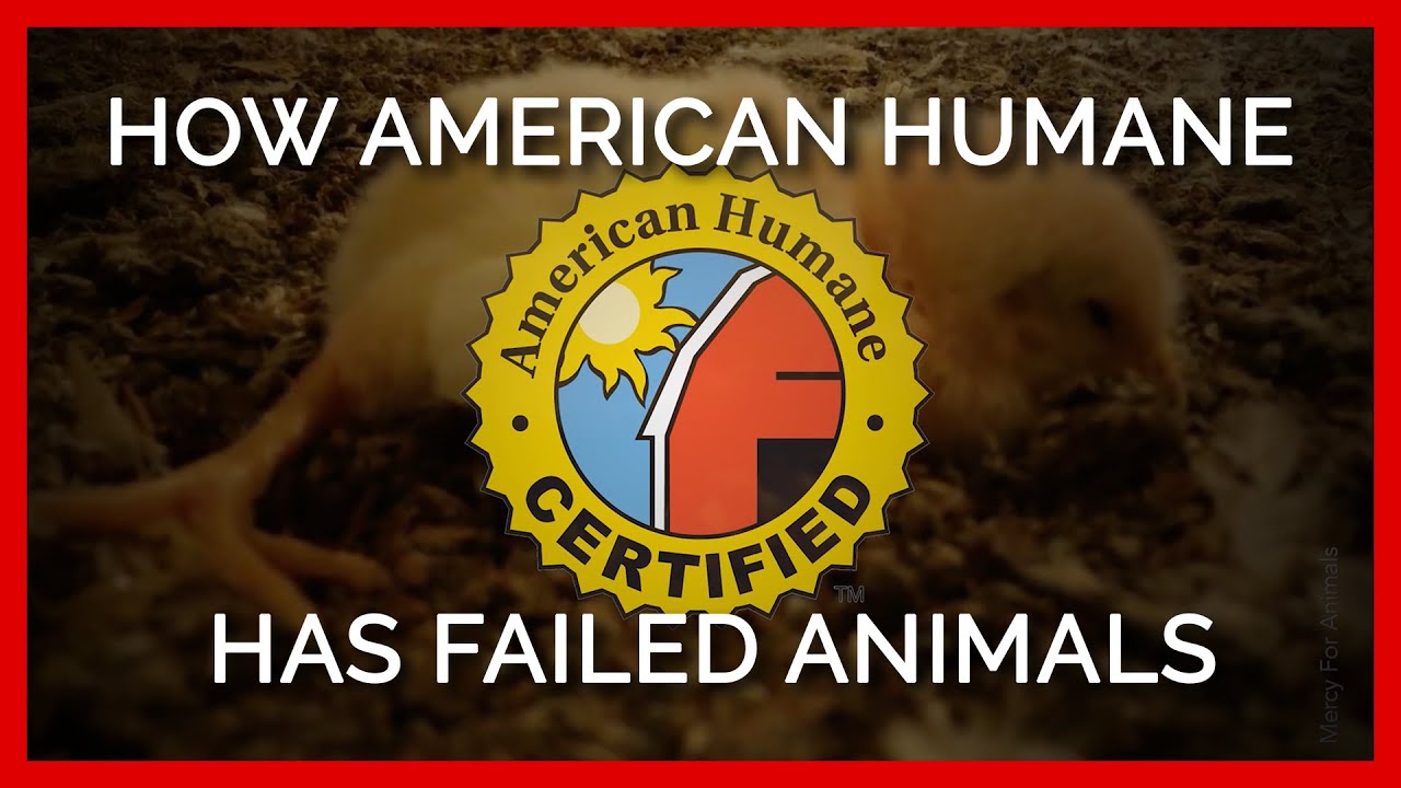 American INhumane: How the ‘No Animals Were Harmed’ Agency Has Failed ...