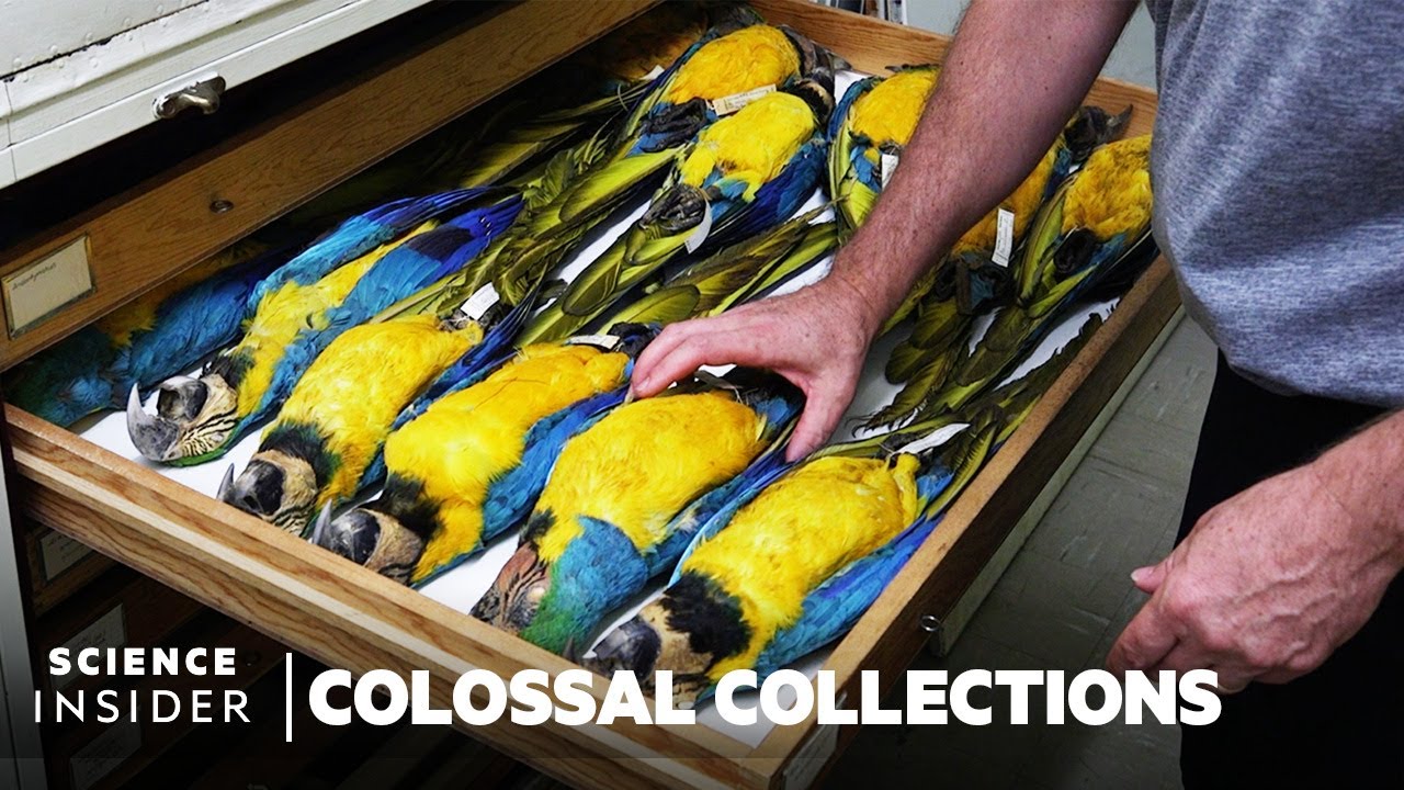 Why Over 600,000 Bird Specimens Are Preserved At The Smithsonian ...