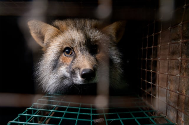 Fur farming - The shame of Finland | Laverabestia.org