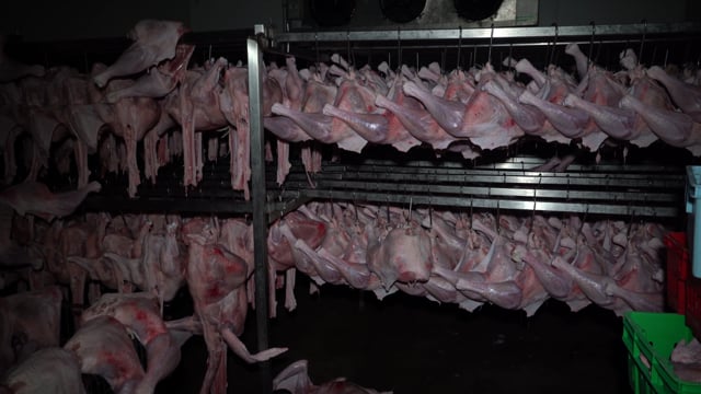 Numurkah turkey abattoir: cones | Laverabestia.org