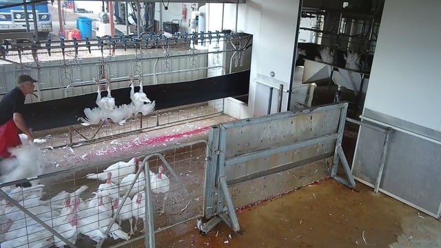 Numurkah turkey abattoir: shackles | Laverabestia.org