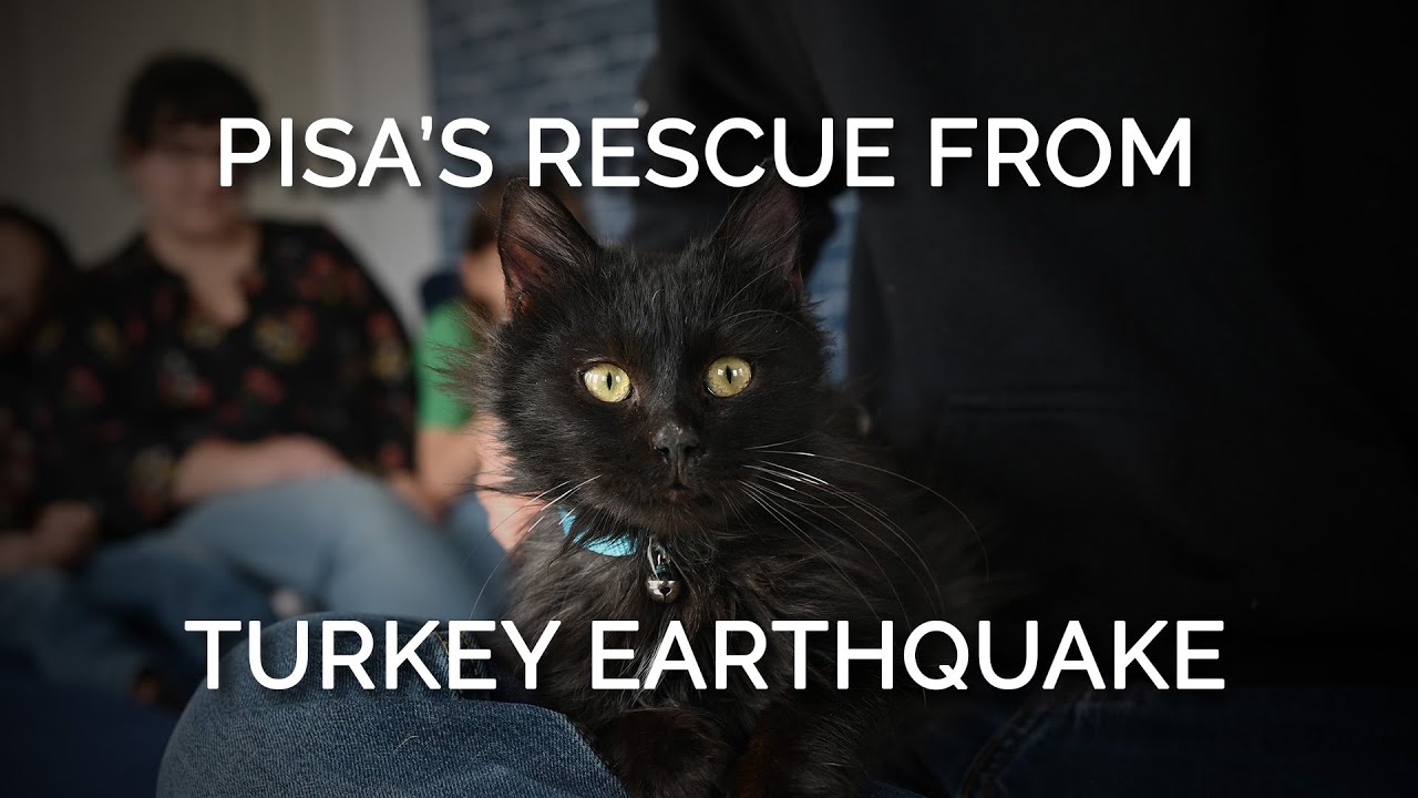 Turkey Earthquake Survivor Thrives In New Home Thanks to PETA ...