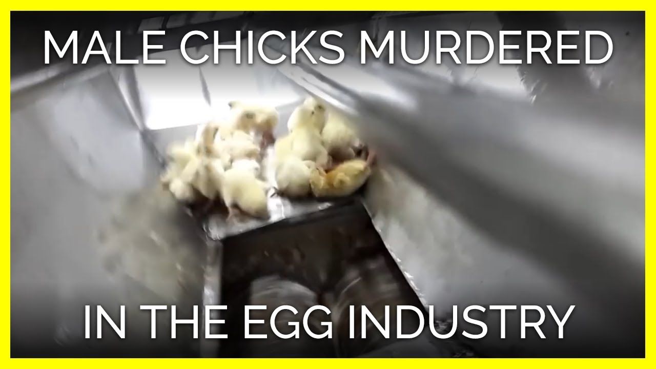 Male Chicks Are the Forgotten Victims of the Egg Industry ...