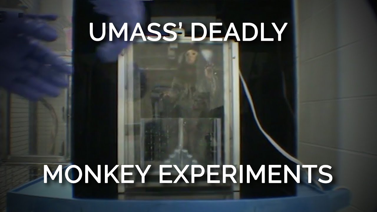 UMass’ Deadly Monkey Experiments | Laverabestia.org