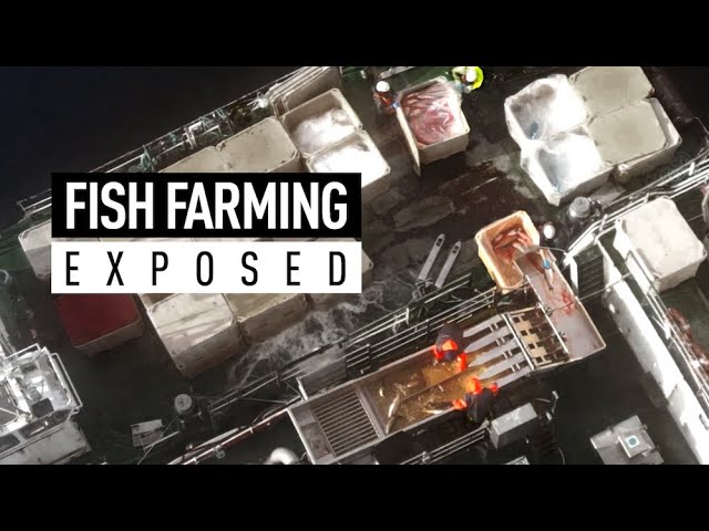 Drone Footage Reveals Cruelty of UK Fish Slaughter Boats | Laverabestia.org