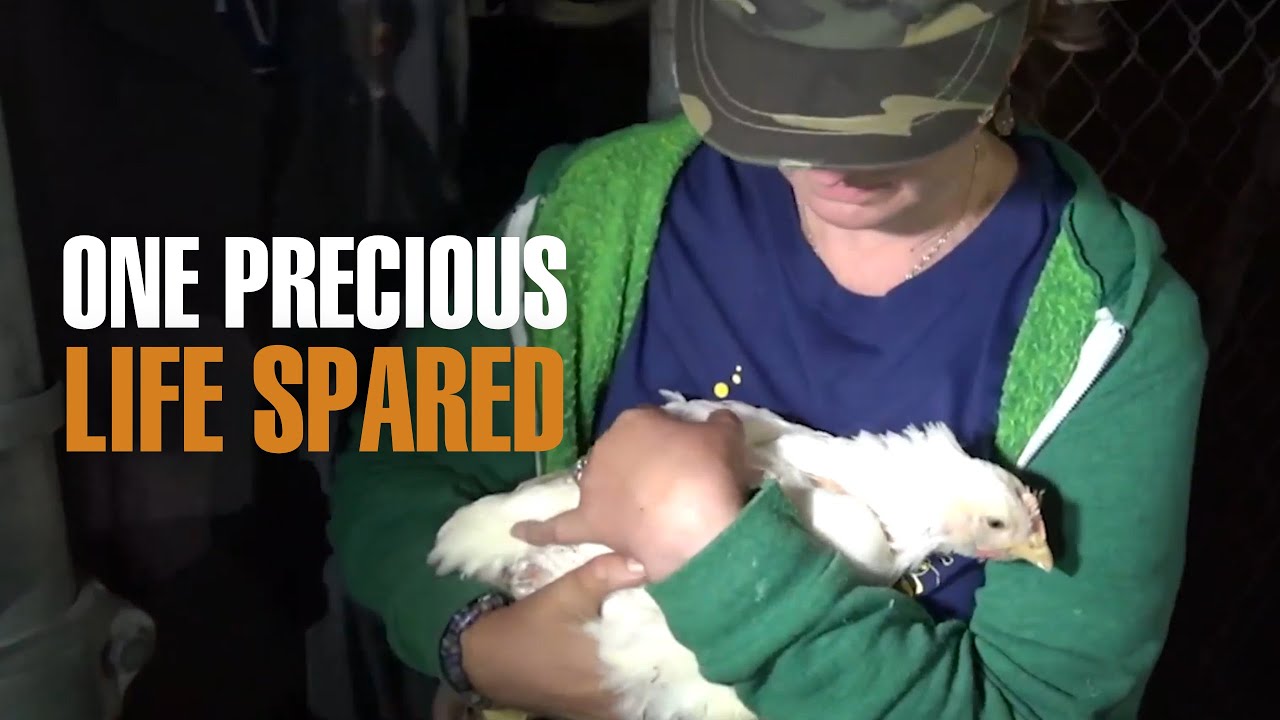 The Inspiring Rescue of a Chicken from a Slaughterhouse | Laverabestia.org