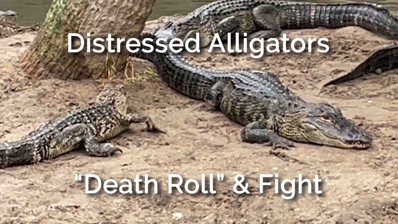 Distressed Alligators “Death Roll” & Fight | Laverabestia.org
