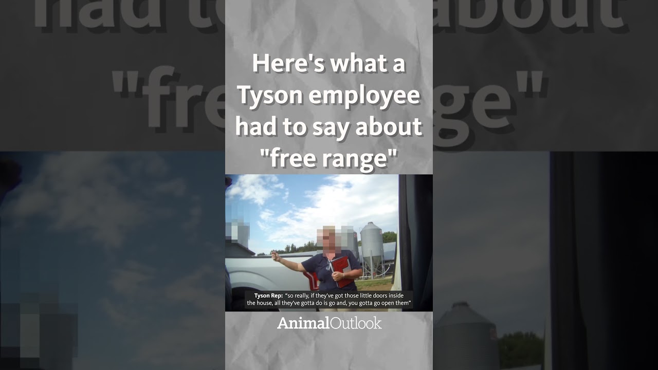 What "Free Range" Really Means... | Laverabestia.org
