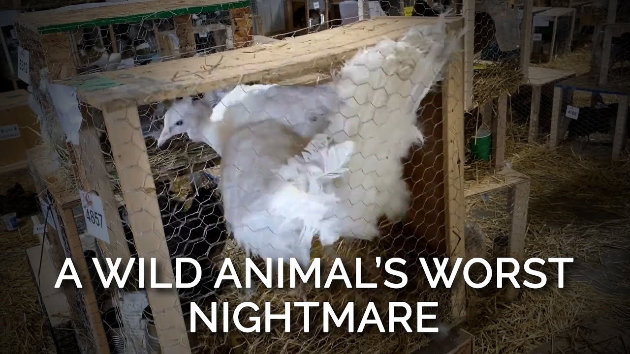 A Wild Animal’s Worst Nightmare: the Mount Hope Auction | Laverabestia.org