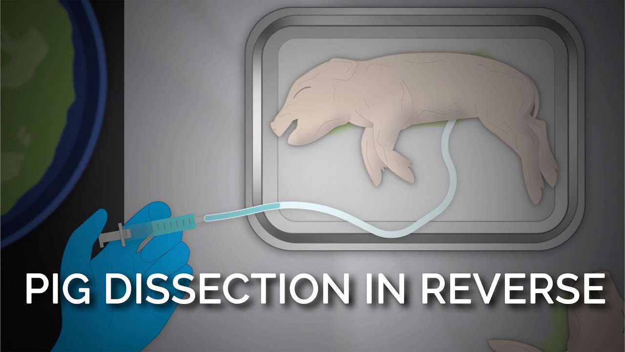 How Do Pigs Make It Onto the Dissection Tray? Pig Dissection in Reverse ...