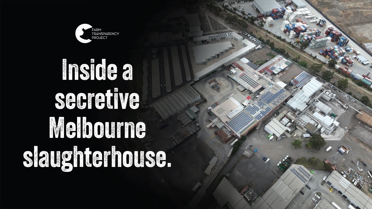 Inside the Highly Guarded Cedar Meats | Shut Down Slaughterhouses ...