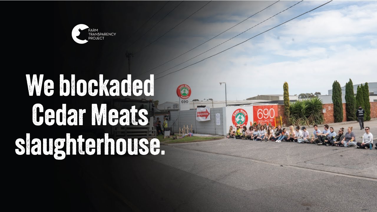 Slaughterhouse Vigil Turned Blockade | Cedar Meats | Laverabestia.org
