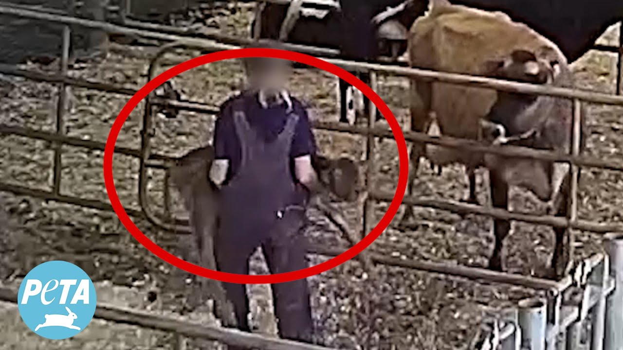 Don’t Fall for this Food Scam! The ASPCA Is Trying to Mislead You ...