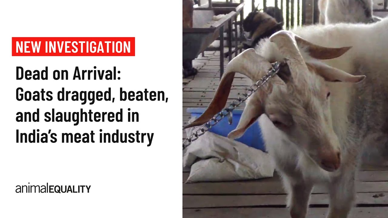 Dead on Arrival: Goats dragged, beaten, and slaughtered in India’s meat ...